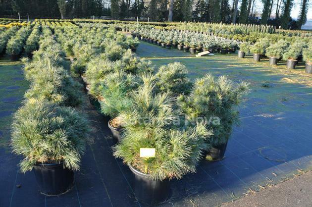 Pinus strobus 'Blue Shag' 50+ cm C25