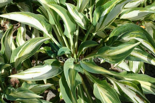 Hosta Moonstruck
