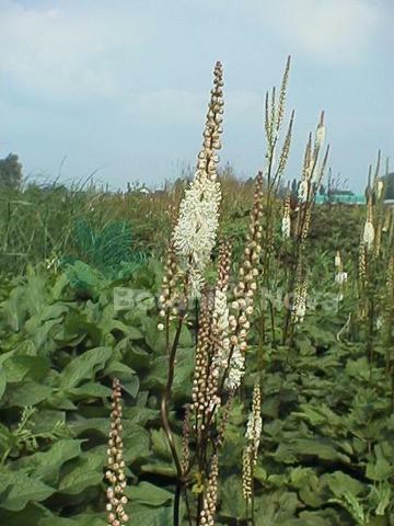 Actaea racemosa cordifolia