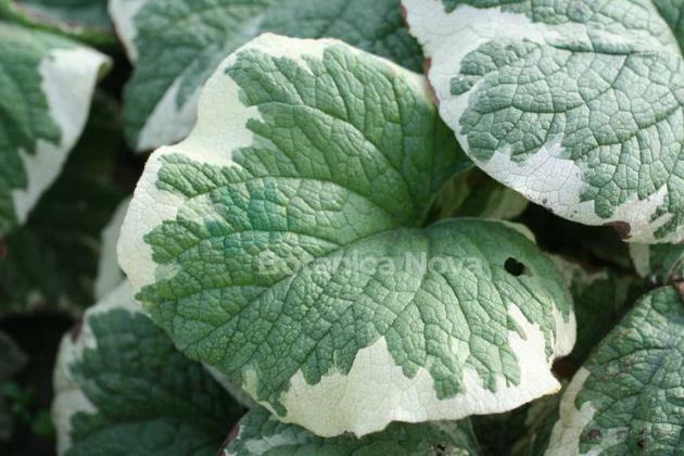 Brunnera Variegata