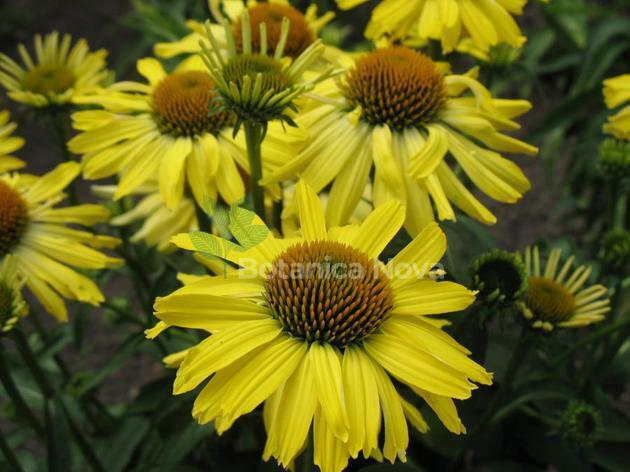Echinacea Cleopatra