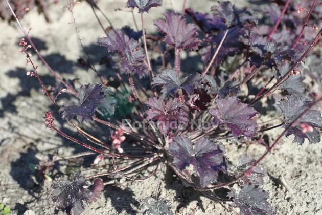 Heuchera Chocolate Ruffles