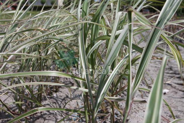 Miscanthus Variegatus