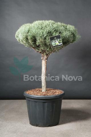 Pinus sylvestris 'Watereri' stam 40 cm C80