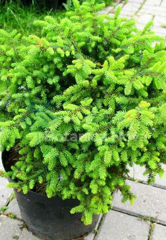 Picea abies 'Nidiformis'