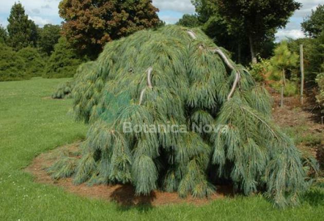 Pinus strobus 'Pendula'