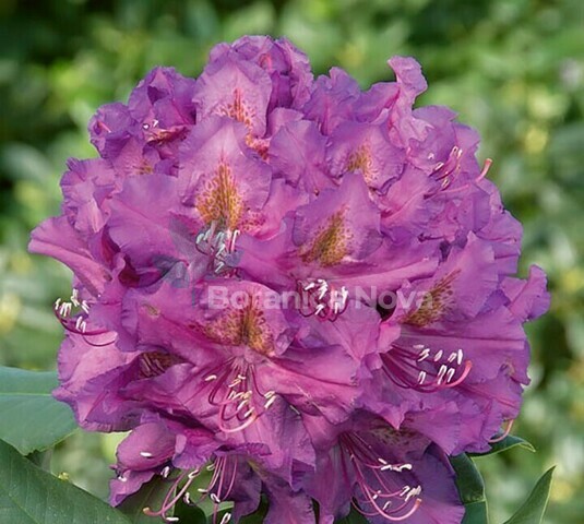 Rhododendron 'Lee's Dark Purple'